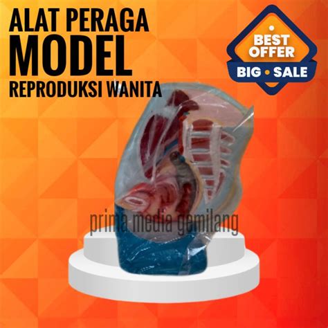 Jual Model Reproduksi Wanita Torso Reproduksi Alat Peraga Ipa Shopee Indonesia