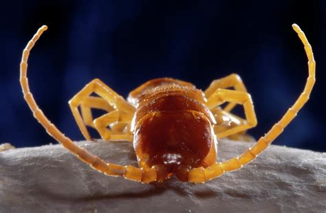 Cave Centipede Photograph By Patrick Landmannscience Photo Library