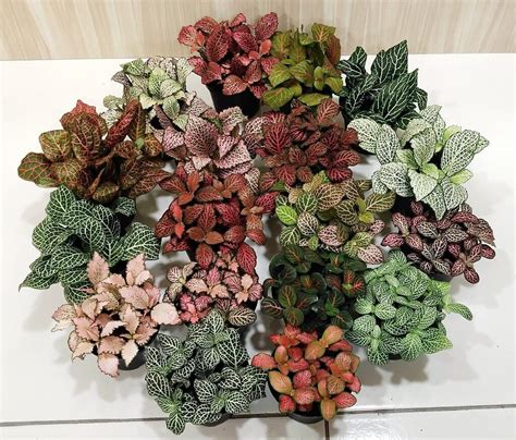 روش نگهداری از گل فیتونیا Send Flower To Iran