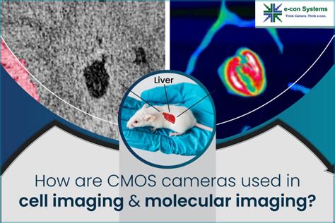 How Are Cmos Cameras Used In Cell Imaging And Molecular Imaging Edge Ai And Vision Alliance