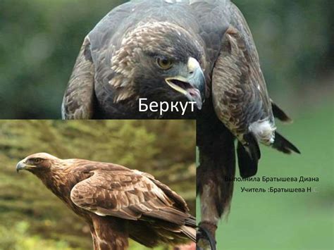 Беркут презентация онлайн