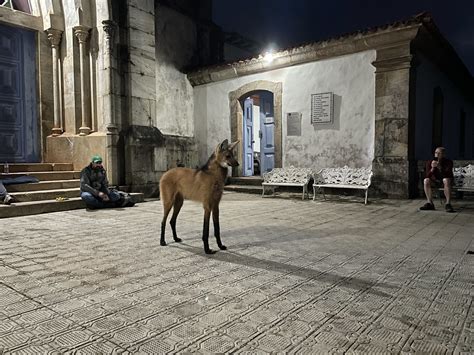 Maned Wolf Taller Than A Great Dane Chris Earley Flickr