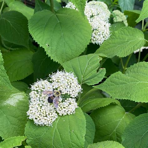 Hydrangea Arborescens Wild Or Smooth Hydrangea