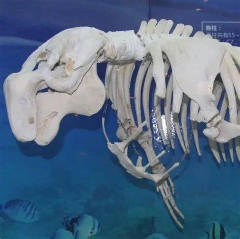 广西北海儒艮数据在全球生物多样性信息平台（gbif）发布中国海洋dugong