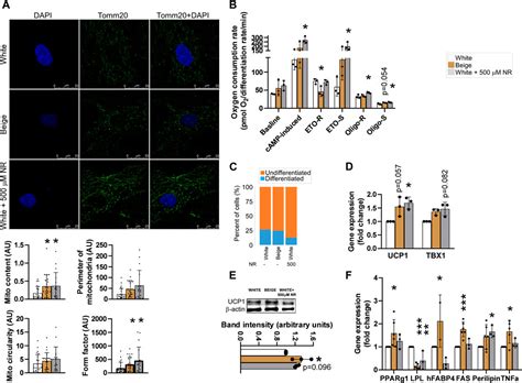 Frontiers Nicotinamide Riboside Shifts The Differentiation Of Human