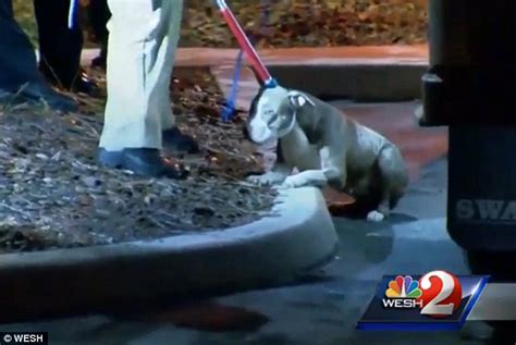 Chilling 911 Call Captures Moment 5 Pit Bulls Attacked Florida Woman