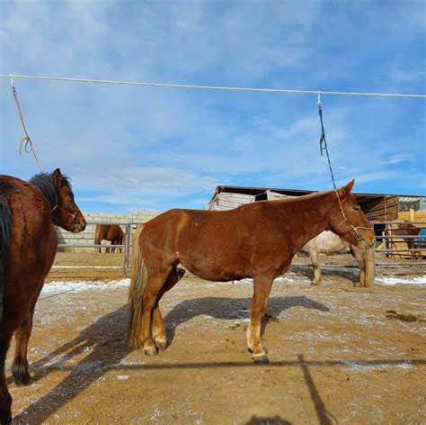 Болсноос ам хүр Буурлаас үг дуул Дарьганга Зээрднүүд Facebook