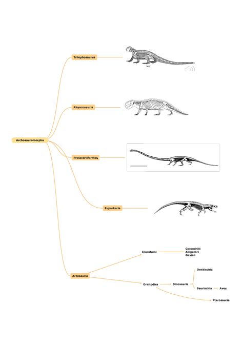 Schema Di Classificazione Degli Archosauromorpha Schemi E Mappe
