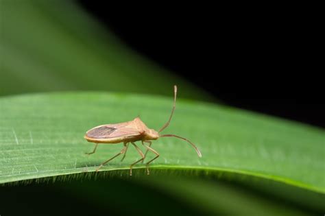 Premium Photo Close Up Of Brown Assassin Bug On Leaf Against Black Background