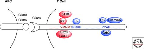 An Enigmatic Tail Of Cd28 Signaling
