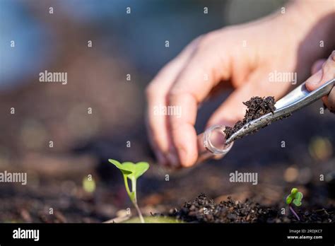 Farmer Collecting Soil Samples In A Test Tube In A Field Agronomist