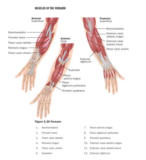Muscles Of The Forearm Diagram Quizlet