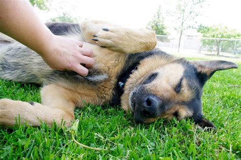 Benefits Of Spaying And Neutering