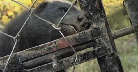 Natures Escape Artist The Honey Badger