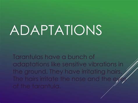 Ppt Tarantula Powerpoint Presentation Free Download Id2187284