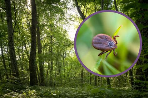 Kolor który przyciąga kleszcze Unikaj jeśli chcesz mieć spokój