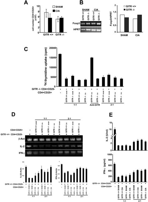 Suppressor Activity Of Cd4cd25 Treg Cells From Cii Immunized Mice