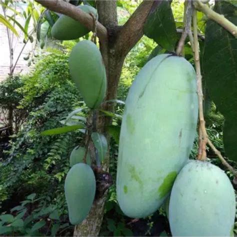 Jual Bibit Mangga Golek Madu Shopee Indonesia
