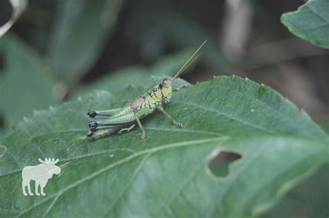 What Do Grasshoppers Eat And Drink — Forest Wildlife