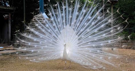 Free photo: Paon - Animal, Birds, Blue - Free Download - Jooinn