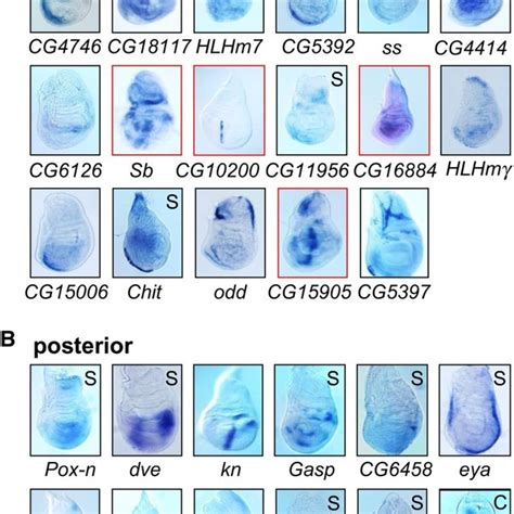 in situ hybridization confirms the array analysis in situ