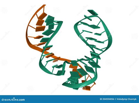 Structure Of Hammerhead Ribozyme 3d Cartoon Model Isolated White