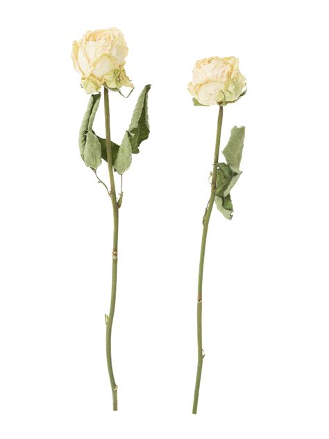 【ドライ】バラ白 品種おまかせ【60cm】｜flower Smith Market（フラワースミスマーケット）