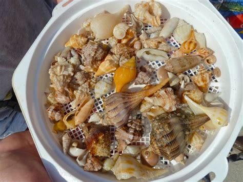 Southwest Winds Bring Seashells To Sanibel I Love Shelling