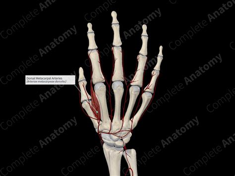 Dorsal Metacarpal Arteries Complete Anatomy