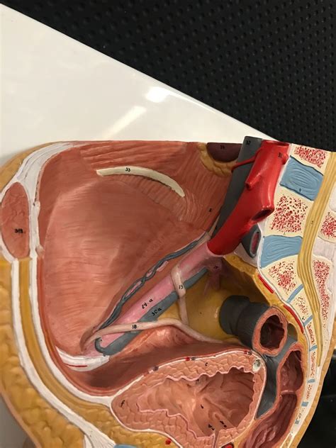 Tissues For Your Issues Diagram Quizlet