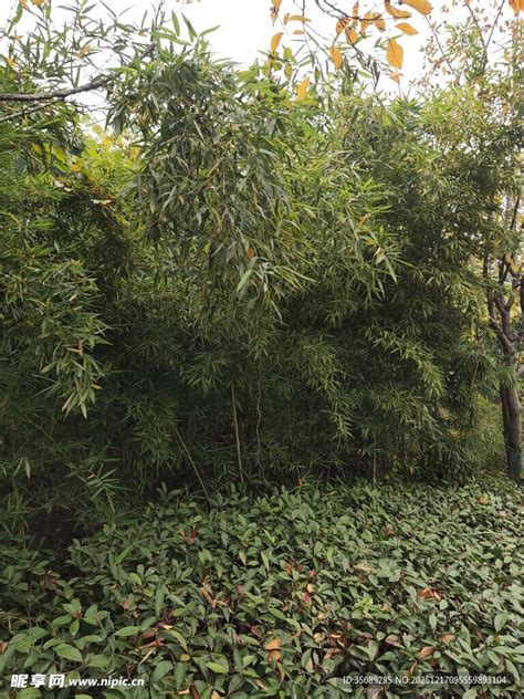 茂密树林中的繁茂植被摄影图自然风景自然景观摄影图库昵图网