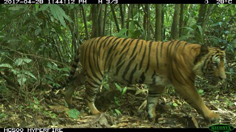 Harimau Akar Malaysia Harimau Dahan Wikipedia Bahasa Melayu