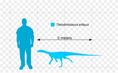 File Thecodontosaurus Scale Svg Ornitholestes Scale Person Svg