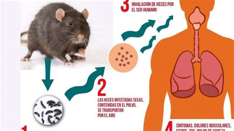 Cuáles Son Las Cepas De Hantavirus Que Circulan En El País Y Por Qué La