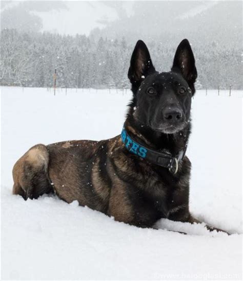 Štenci Malinoe Halo Oglasi