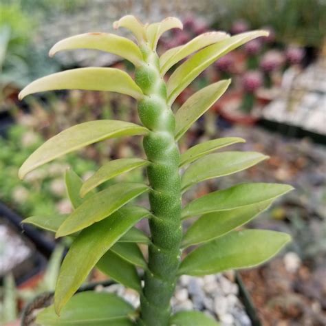Devils Backbone Plant Nibhtplate