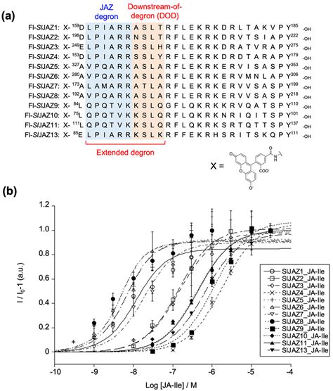 A Chemical Structures Of Fluorescein Tagged Sljaz1 11 13 Degron Short