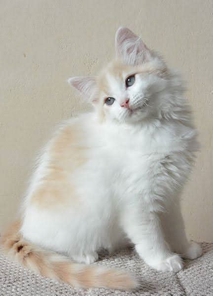 Beschikbare Ragdoll Kittens Cattery Calaquendi Dolls Wuustwezel
