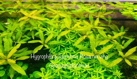 Hygrophila Polysperma