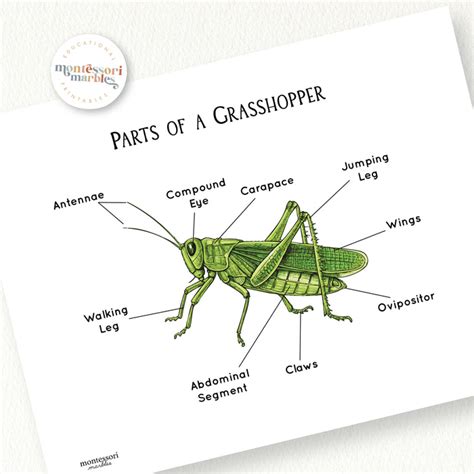 Parts Of A Grasshopper 2 Pages Labeling Poster Insect Anatomy Ages 5