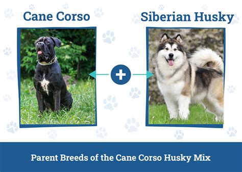 Cane Corso Husky Mix Does My New Puppy Look Like A Cane Corso Mix