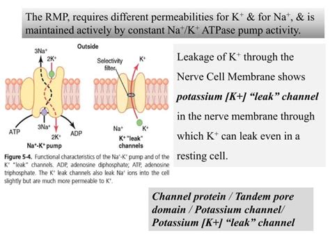 Lecture 40 Resting Membrane Potential Pdf