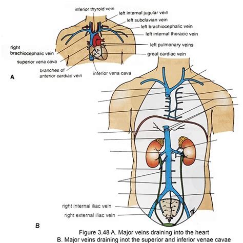 Superior Vena Cava Diagram