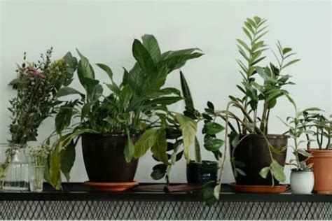 Puķu Podi Kā Dizaina Elements Mājas Interjerā Būvniecības Arhitektūras Un Interjera Portāls