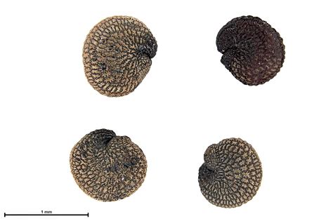 Schiedea Membranacea Seeds Of Hawaii