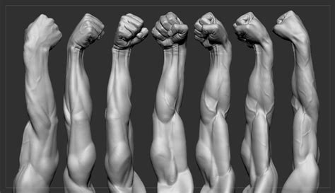 Anat Study2 David Lesperance Artofit