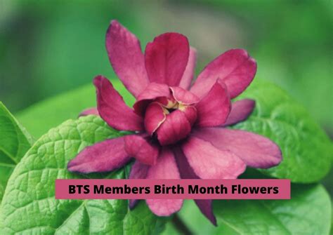 Bts Members Birth Flowers And What Do They Mean Korea Truly
