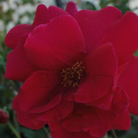 Clg Etoile De Hollande Rose Rot 500 600cm Verschuren Holland