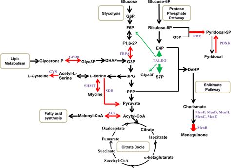 Schematic Overview Of The Metabolic Pathways Associate With The