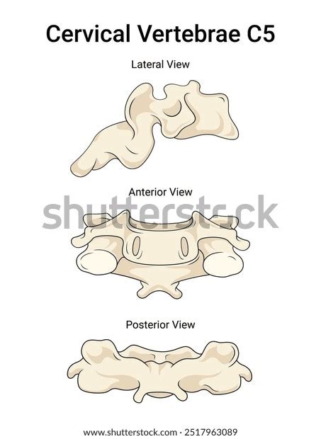 Cervical Vertebrae C5 Overview Medical Science Stock Vector Royalty